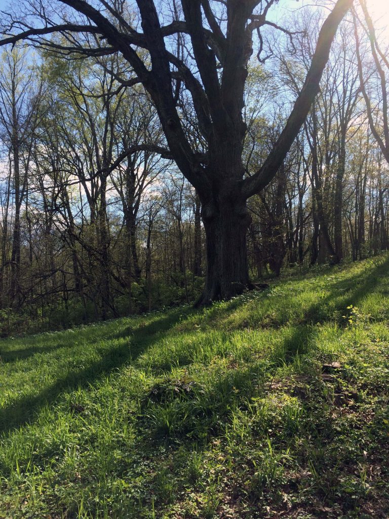 Environmental Monitor | Seeing The Forest And The Trees: Five Rivers ... Environmental Monitor | Seeing The Forest And The Trees: Five Rivers ...